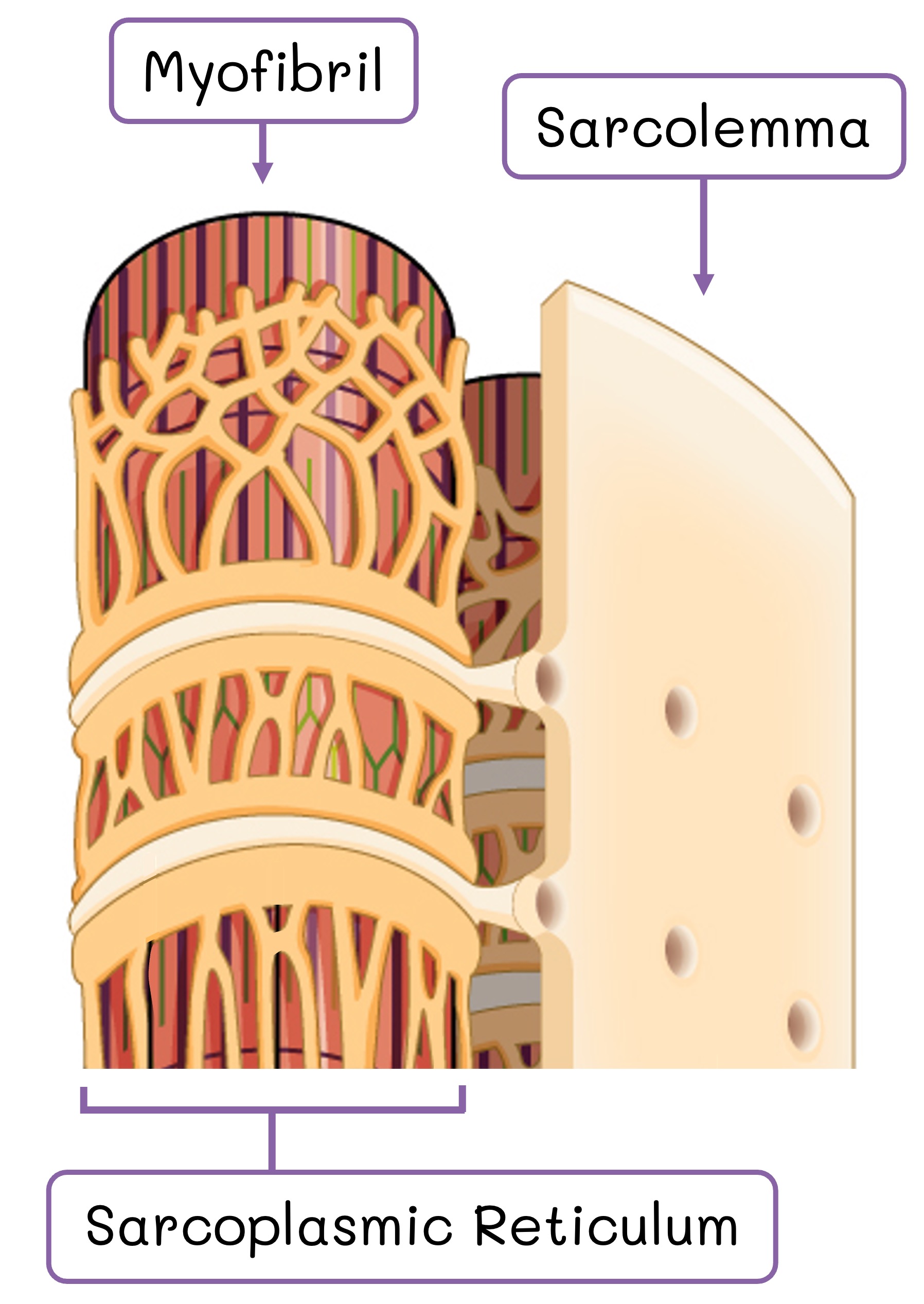Muscle Contraction